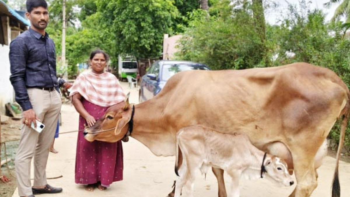 Jersey cow delivers an Ongole breed calf in Annamayya district - The Hindu